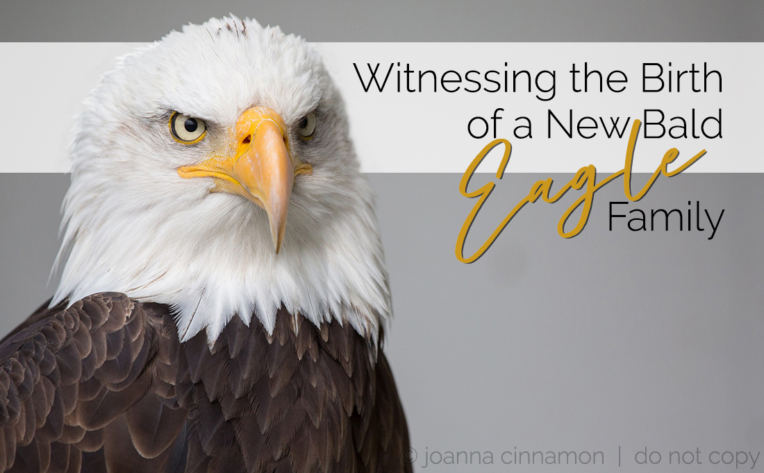 Witnessing The Birth Of A New Bald Eagle Family - Joanna Cinnamon