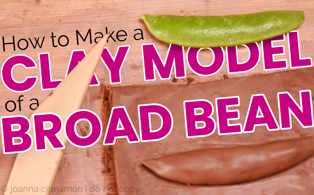 How to Make a Clay Model of a Broad Bean - Joanna Cinnamon